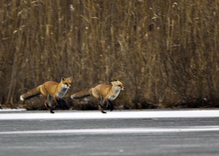 AMAZING FOX PHOTOS - Nature Done Wright