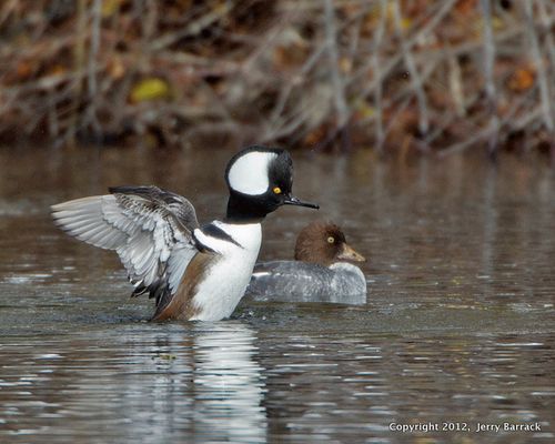 Jerry Barrack's Goldeneye Pix - Nature Done Wright