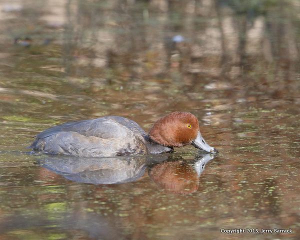 Jerry Barrack's Amazing Redhead Shots - Nature Done Wright