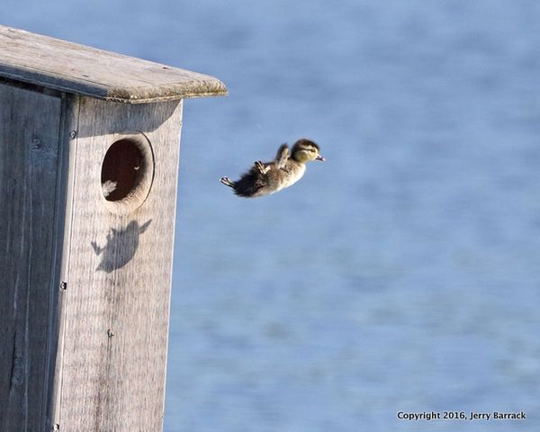 Tonight: Jerry Barrack's Talk and Slide Show - Nature Done Wright
