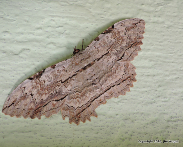 Cuban Owl Moth - Nature Done Wright