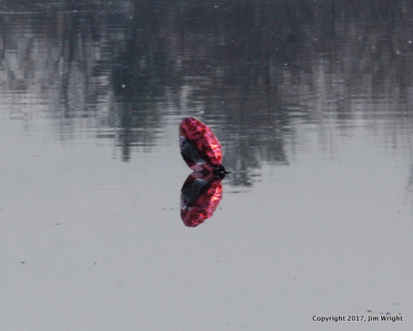 Nifty Record Story on Helium Balloon Trash - Nature Done Wright