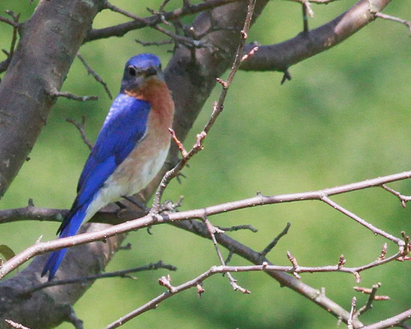 Links to My Favorite 'Bird Watcher' Columns - Nature Done Wright
