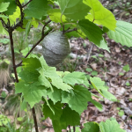 MDI Monday Morning Mysteries Answered - Nature Done Wright