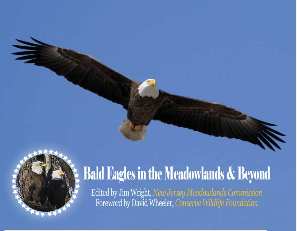 My Meadowlands Bald Eagle eBook - Nature Done Wright