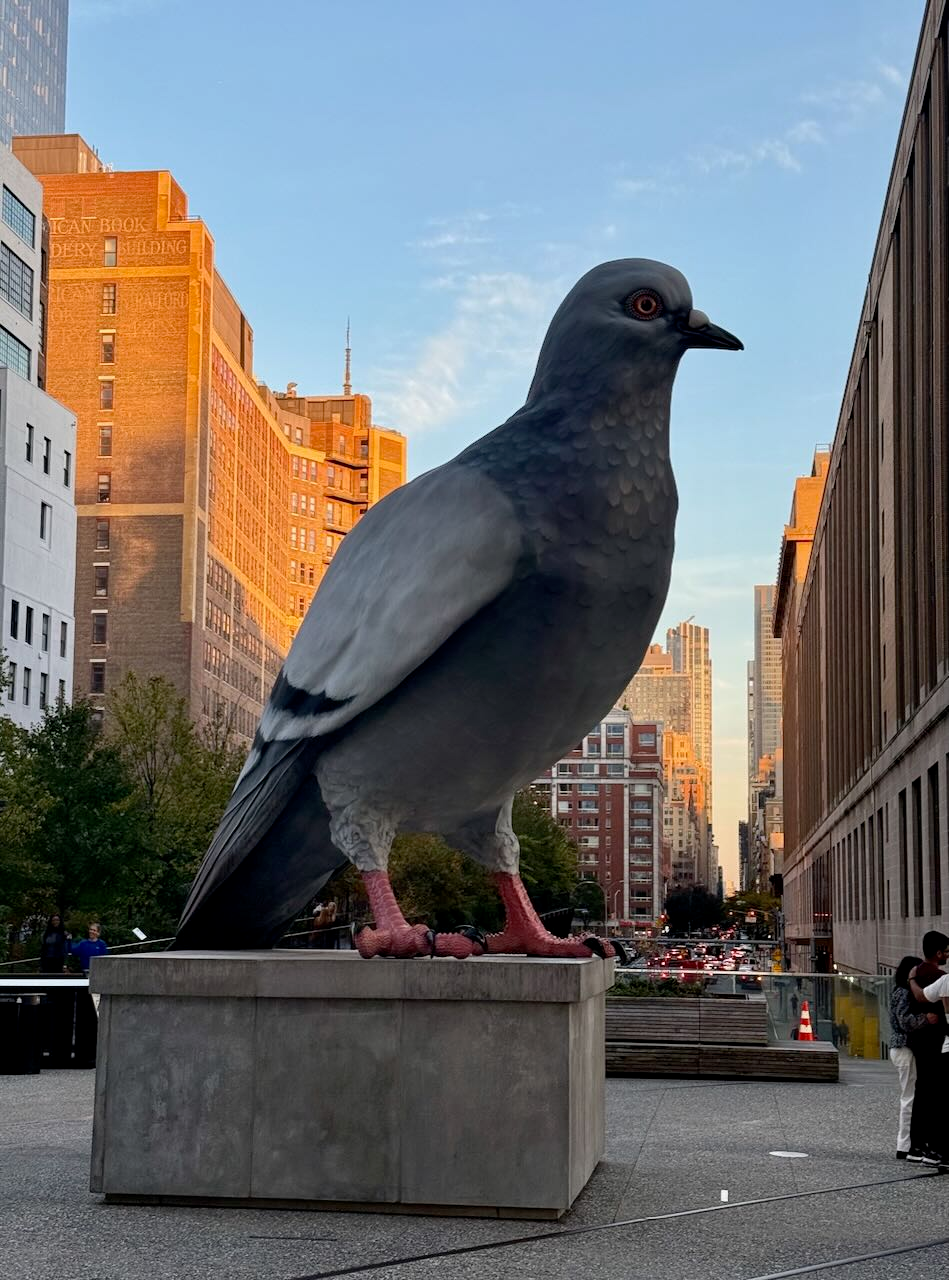World's Largest Pigeon! - Nature Done Wright
