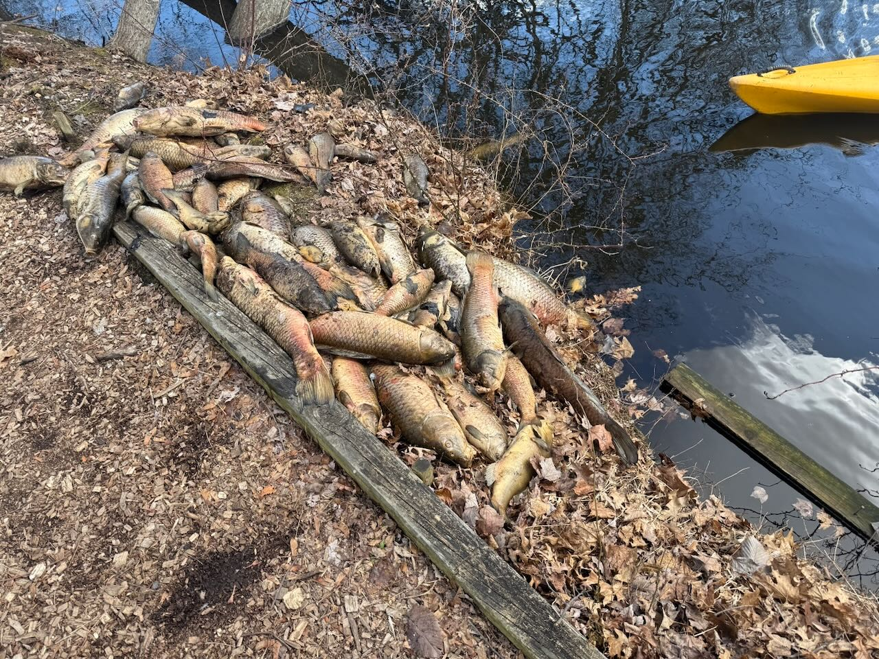 Massive Fish Die-off @ Celery Farm - Nature Done Wright